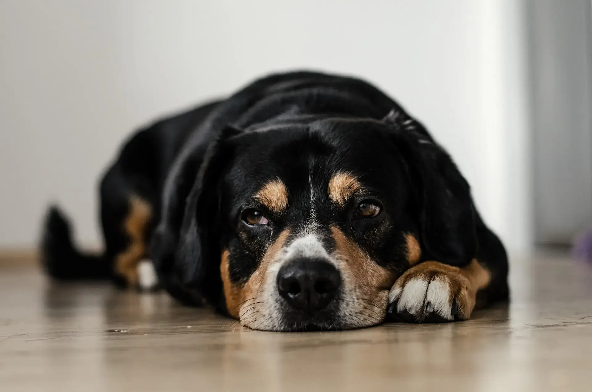 Why Is My Dog’s Paw Pad Swollen? | Arch Creek Animal Clinic