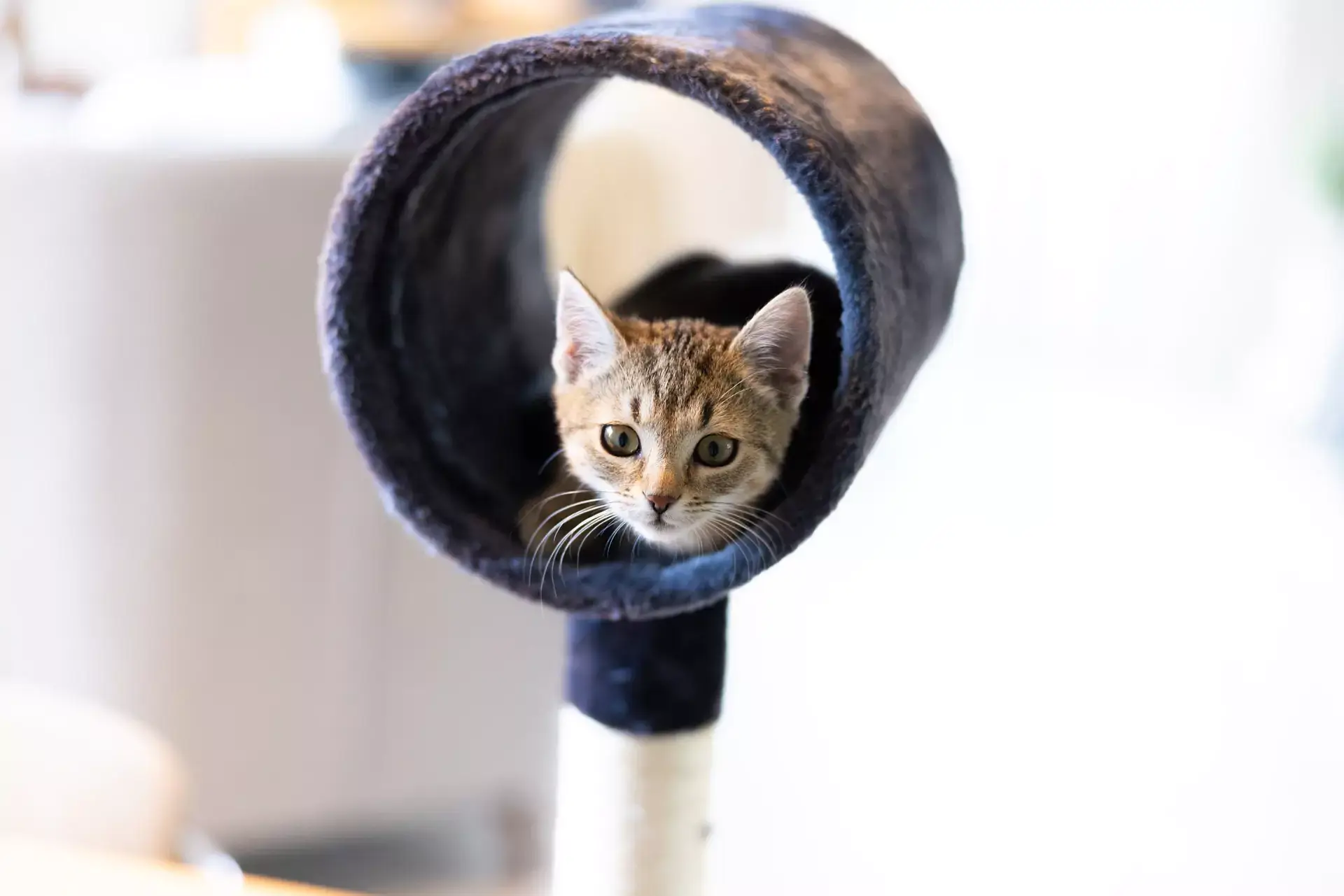 How to Choose Furniture for Your Cat: Best Options for 2025