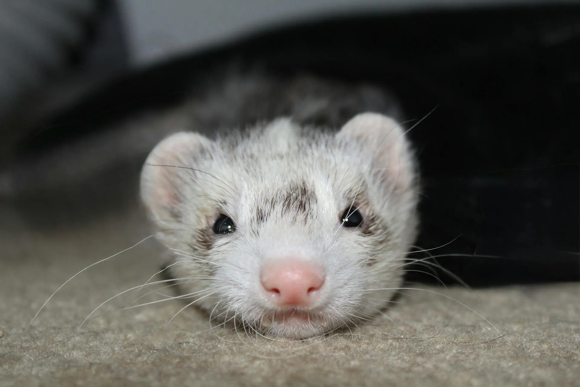 Ferret Care Tips | Arch Creek Animal Clinic North Miami Beach
